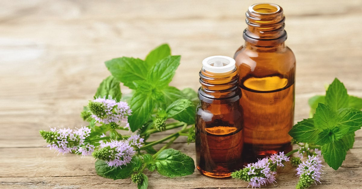 Peppermint Oil Uses Benefits And Side Effects
