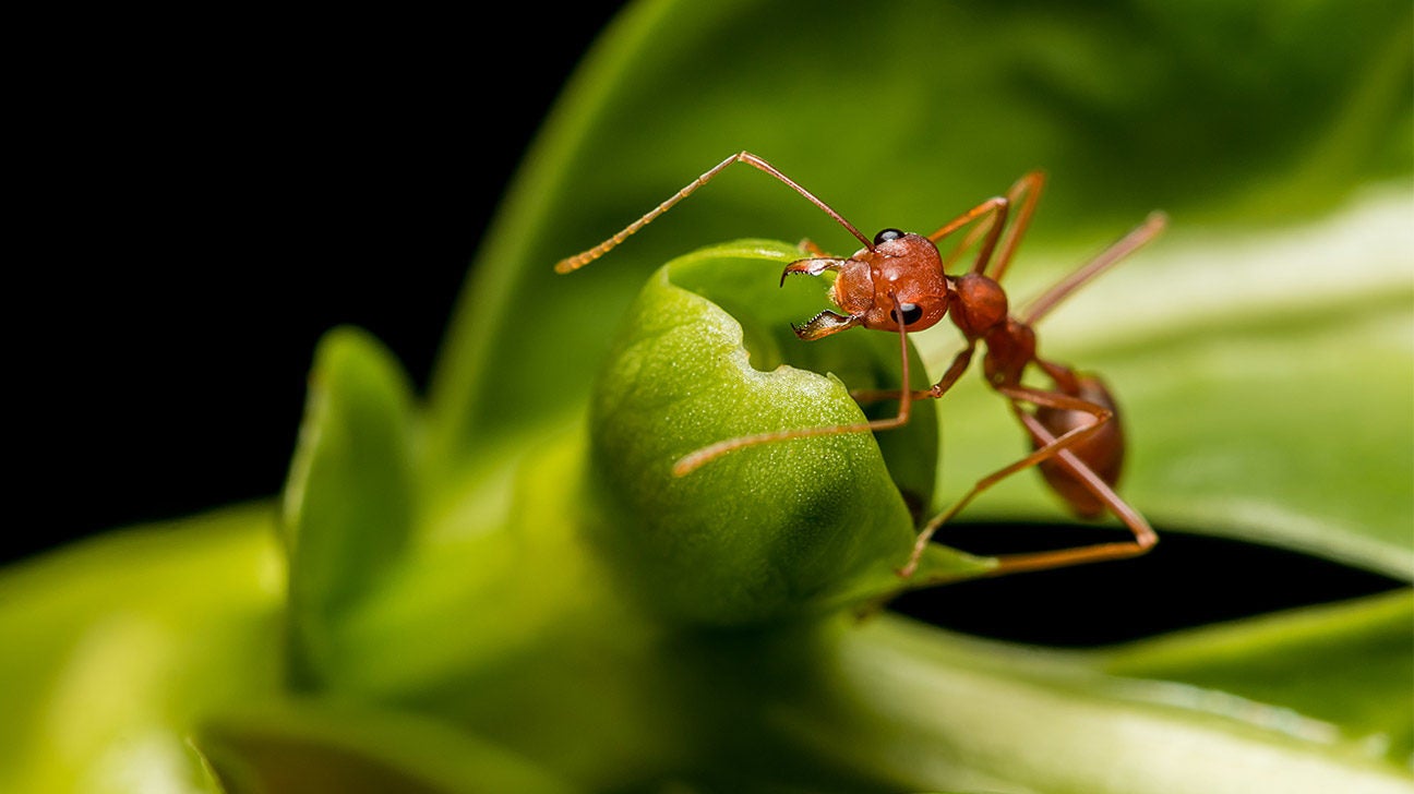 Insects That Can Make You Sick