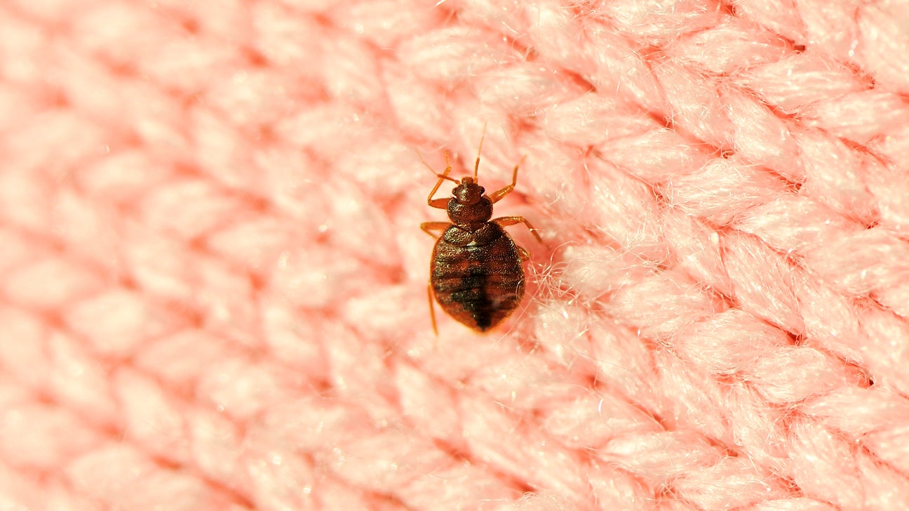 Dust Mite Bites Pictures Symptoms Treatment Prevention Dust Mite Bites Pictures Symptoms Treatment Prevention