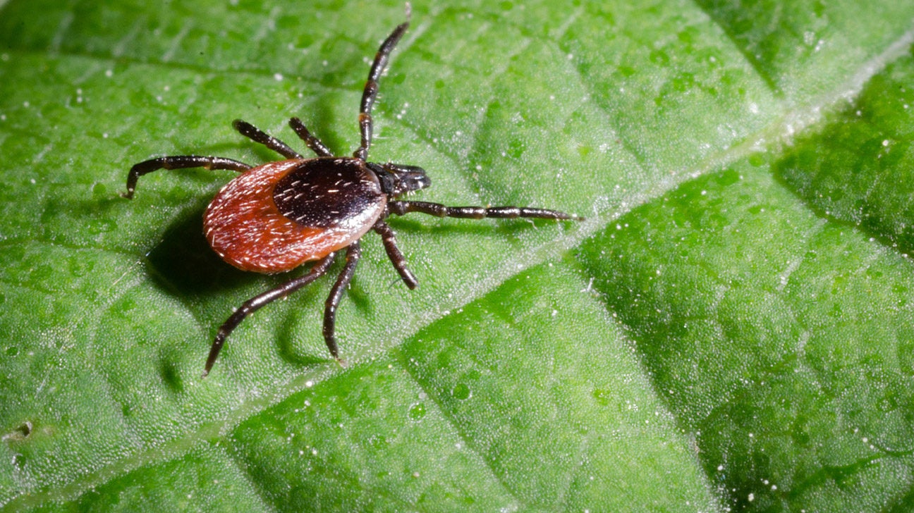 Insects That Can Make You Sick