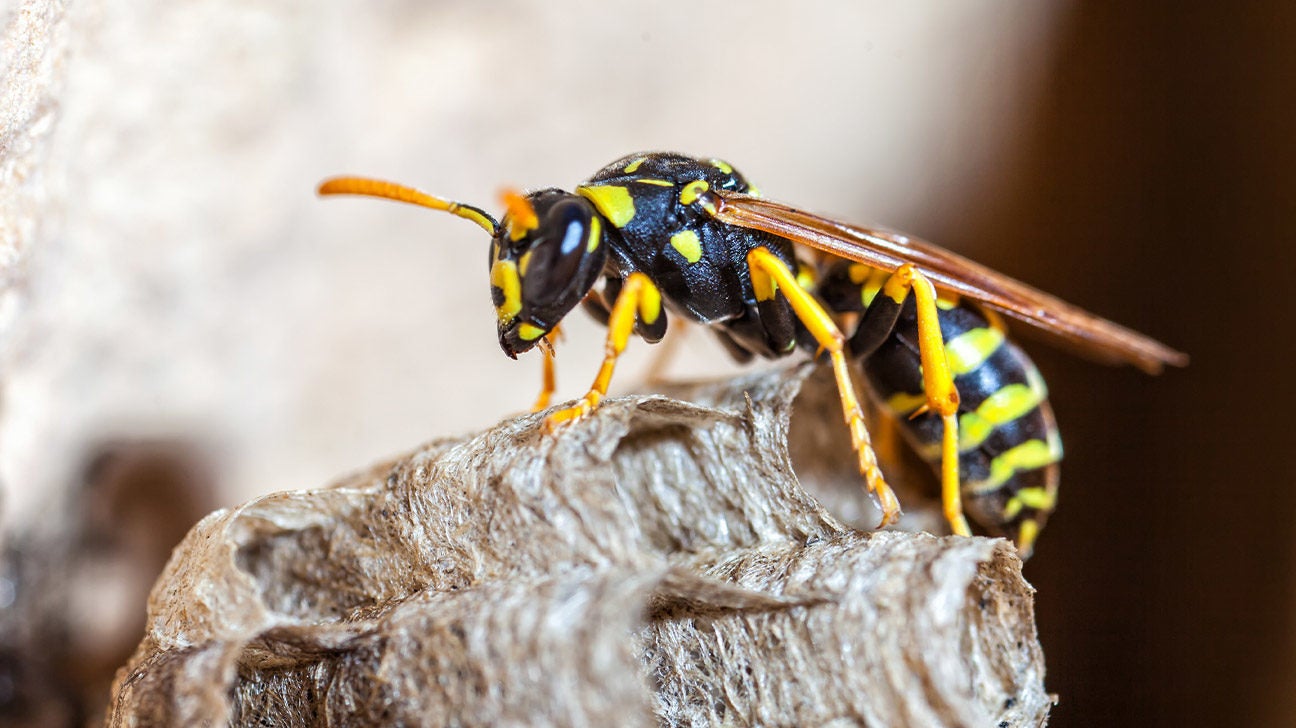 Insects That Can Make You Sick