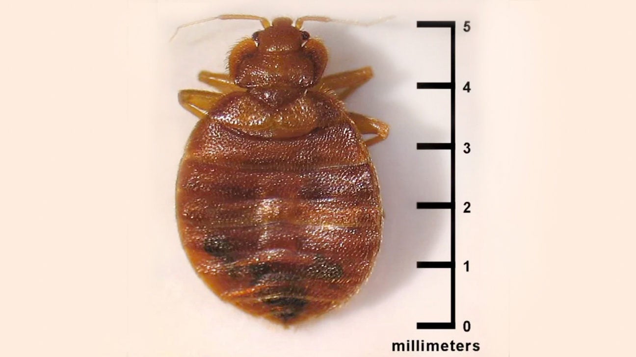 Can You See Bedbugs: Size, Identification, Removal, Prevention