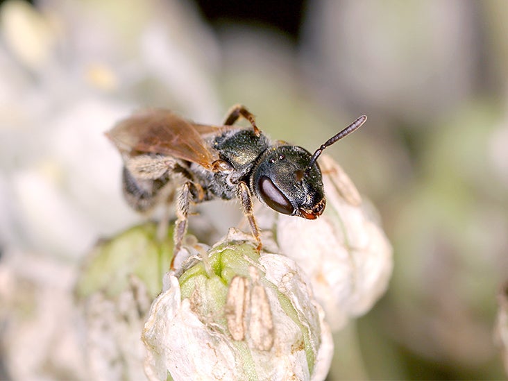 What to Know If a Sweat Bee Stings