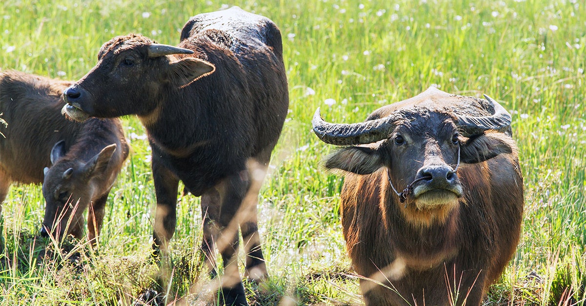 Buffalo Milk Nutrition Benefits And How It Compares Buffalo Milk Nutrition Benefits And How It Compares