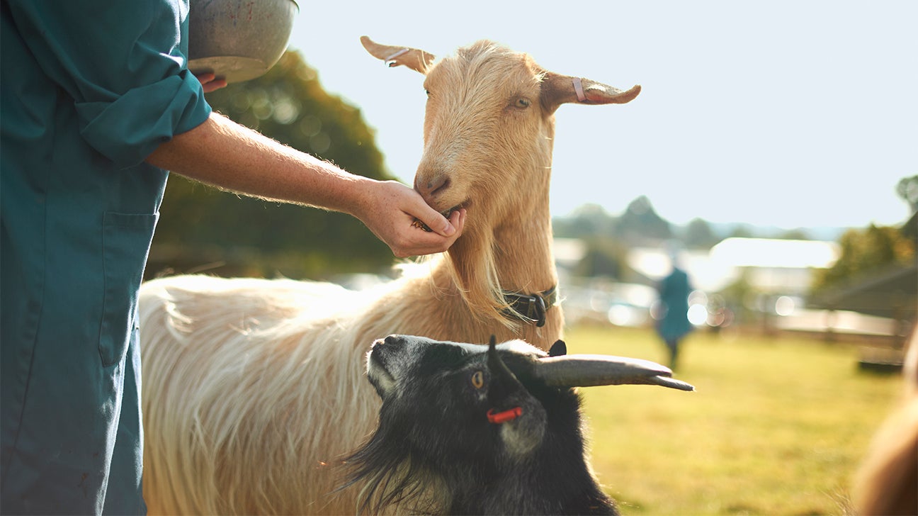 Does Goat’s Milk Contain Lactose?