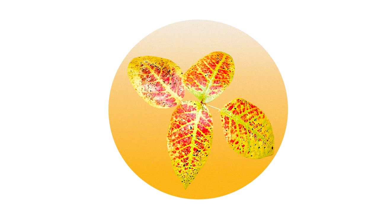 How to Identify Poison Ivy: In Spring, Summer, Fall & Winter