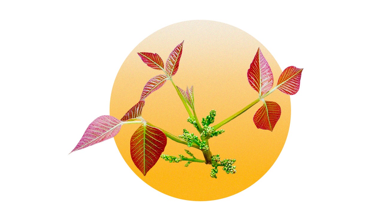 How to Identify Poison Ivy: In Spring, Summer, Fall & Winter