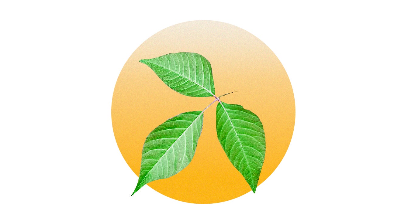 How to Identify Poison Ivy: By Season, Vs. Poison Oak and Poison Sumac