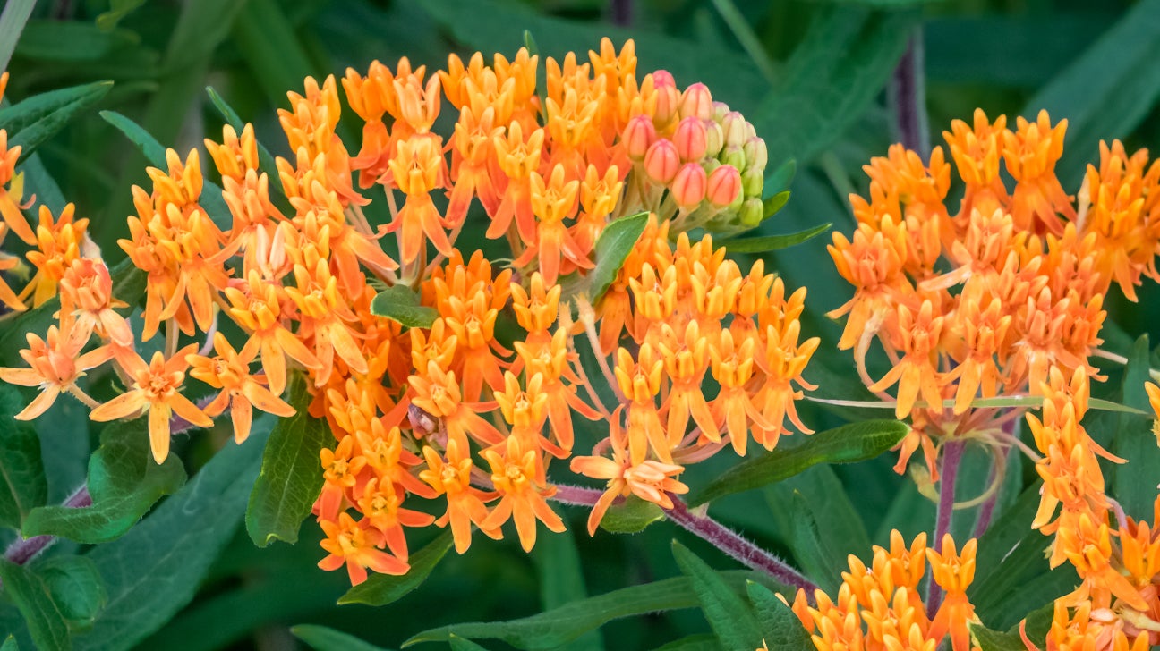 Pleurisy Root Medicinal Uses, Benefits, and Potential Side Effects