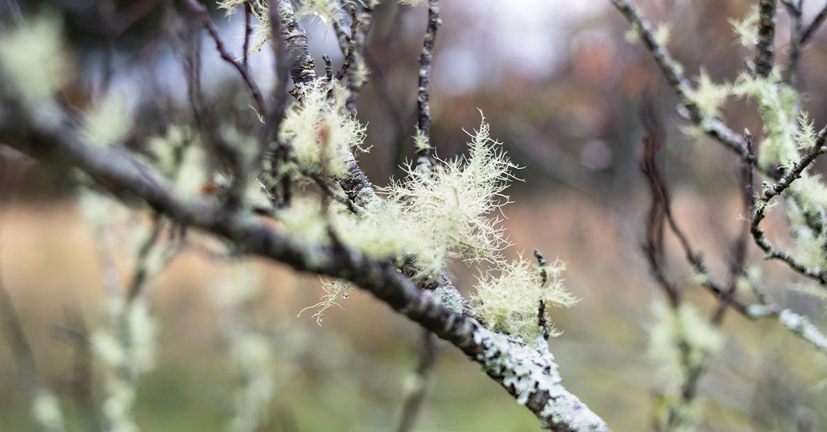 Usnea: Benefits, Side Effects, and More