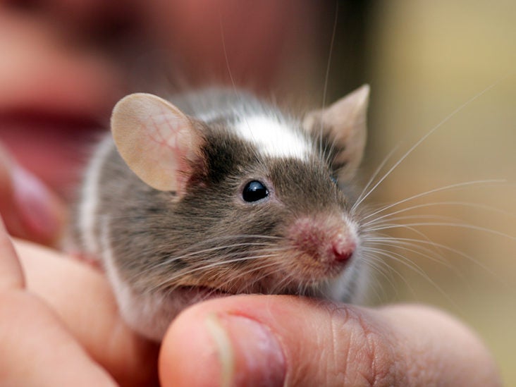 History Of Vaccines Do Rats Bite Humans In Their Sleep