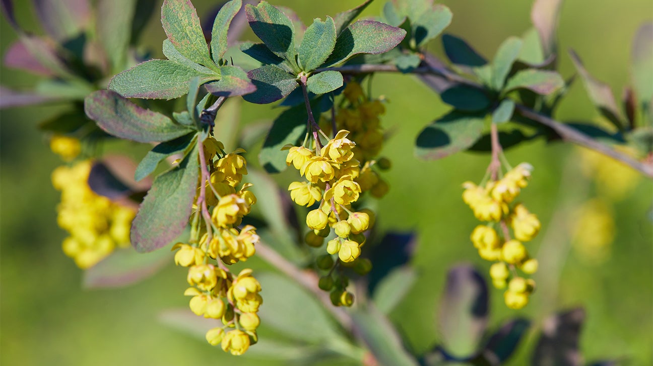 Berberine for PCOS: Benefits, Side Effects, and Dosage