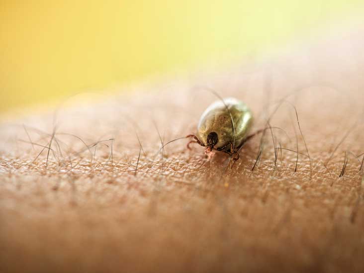 Erythema Migrans: Identification, Treatment, and More