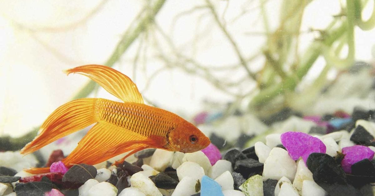 8 Best Pets For Kids What Type Of Pet Is Best For You 8 Best Pets For Kids What Type Of Pet Is Best For You
