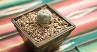 Peyote: What It Is, Effects, Uses & More