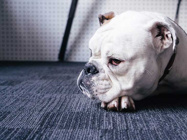 When Does Keeping Your Sick Pet Alive Become ‘Too Much’?