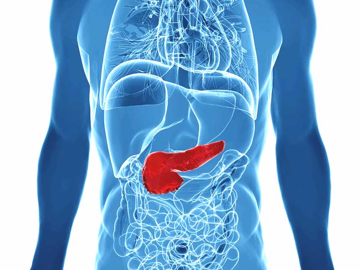 Can You Live Without A Pancreas 