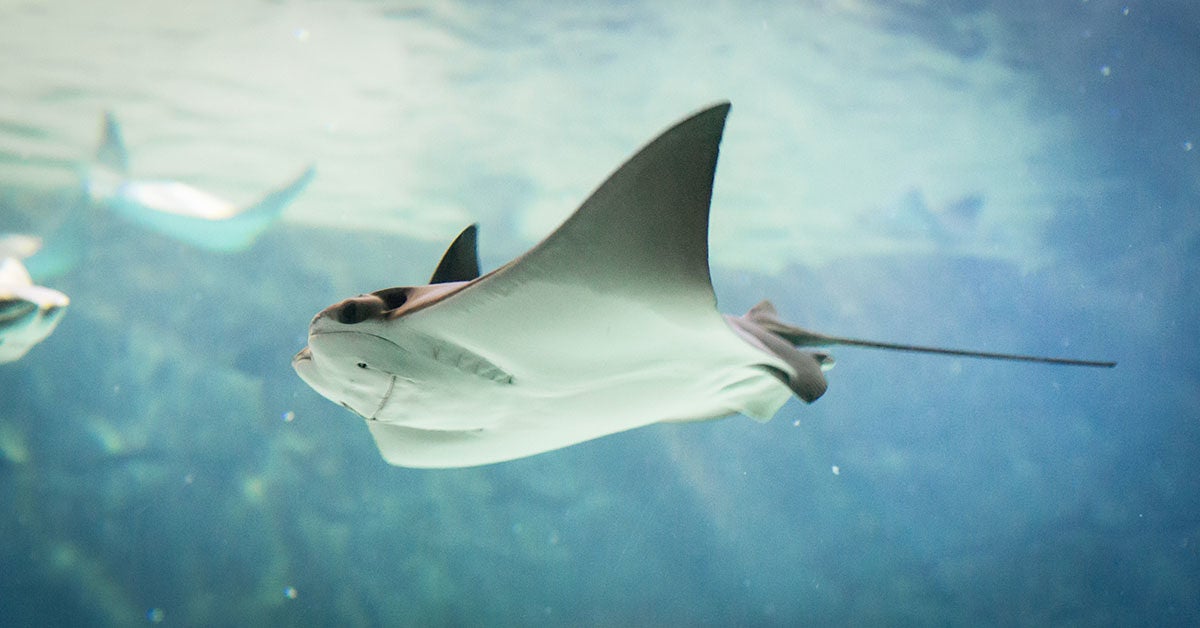 Stingray Sting Bites First Aid Symptoms And Treatment Stingray Sting Bites First Aid Symptoms And Treatment