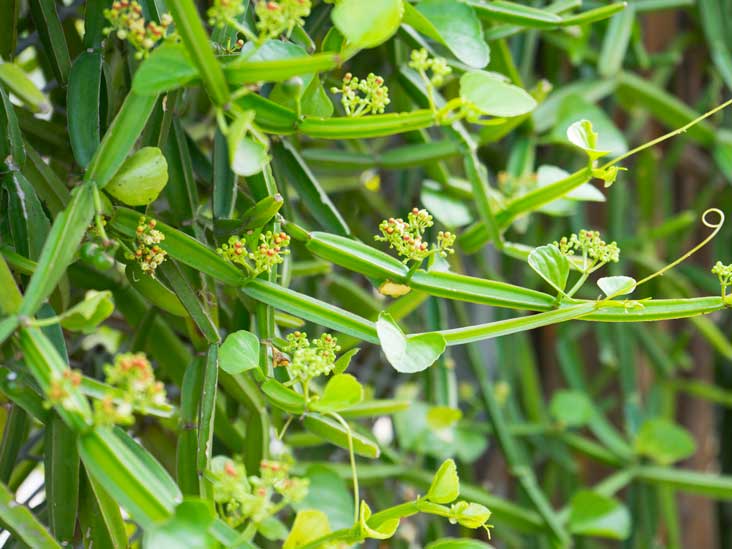 Cissus quadrangularis: Uses, Benefits, Side Effects, and Dosage