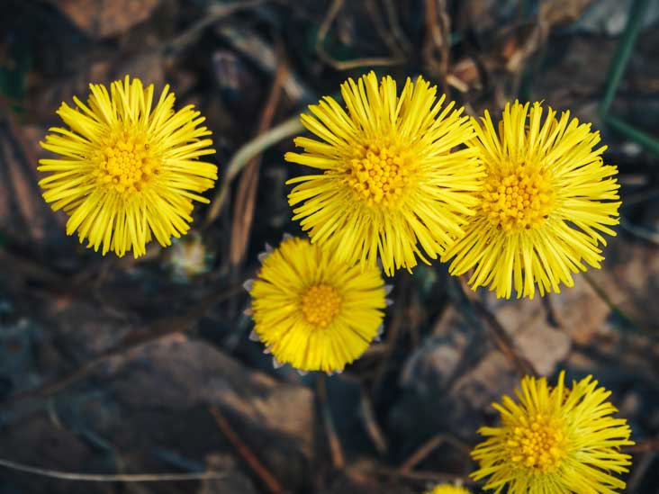 Coltsfoot: Potential Benefits, Side Effects, and Dosage