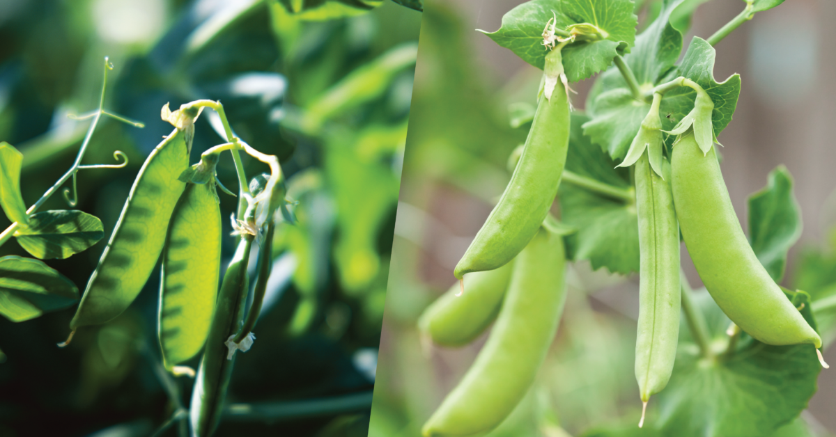 What s The Difference Between Snow And Sugar Snap Peas 