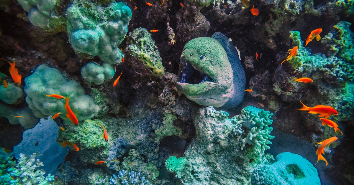 Moray Eel Bite What To Do Causes Treatment And More Moray Eel Bite What To Do Causes Treatment And More