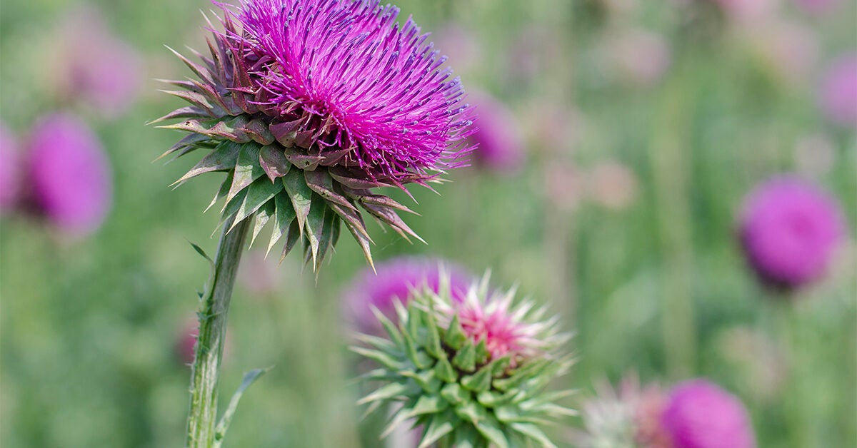 Milk Thistle Tea Benefits Side Effects And Dosage Milk Thistle Tea Benefits Side Effects And Dosage