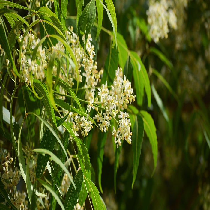 Neem Water: ସବୁଦିନ ନିମ୍ୱ ପାଣିରେ ଗାଧୋଇଲେ କଣ ହେବ? ମାସେରେ ହୋଇଯିବ ଚମତ୍କାର ...