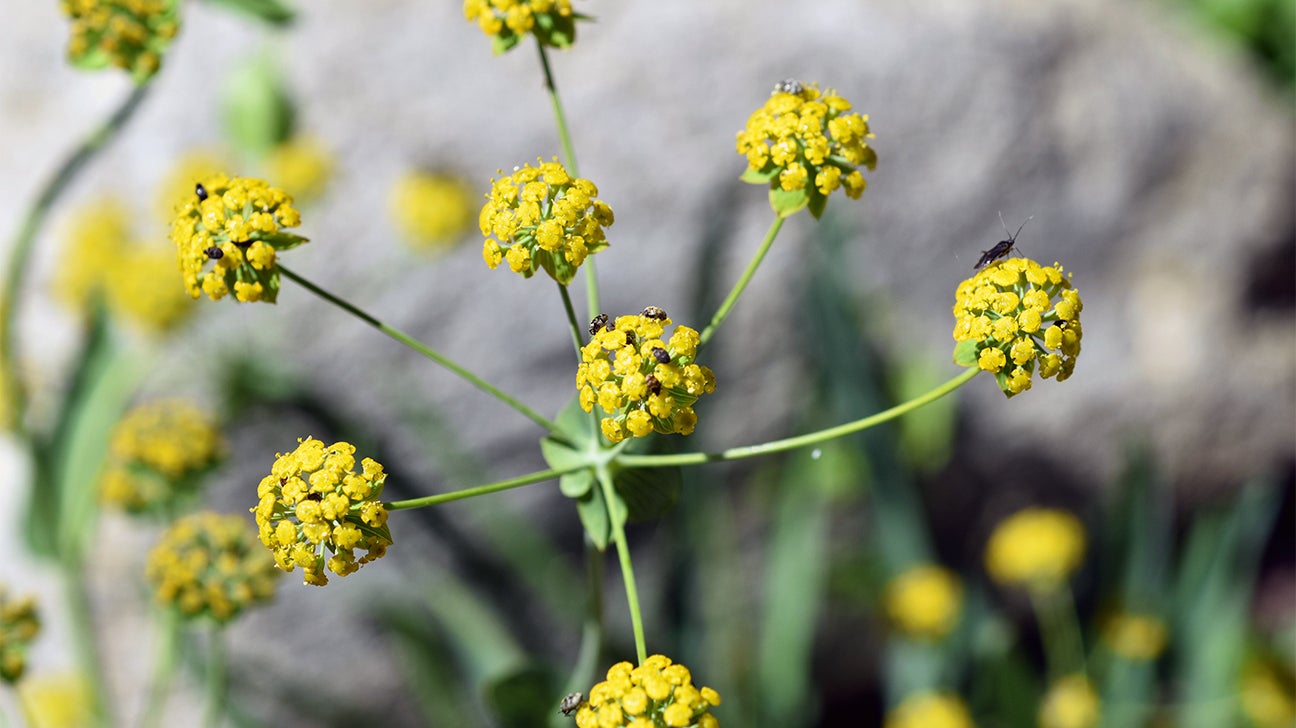 What Is Bupleurum? Benefits, Downsides, and Effectiveness
