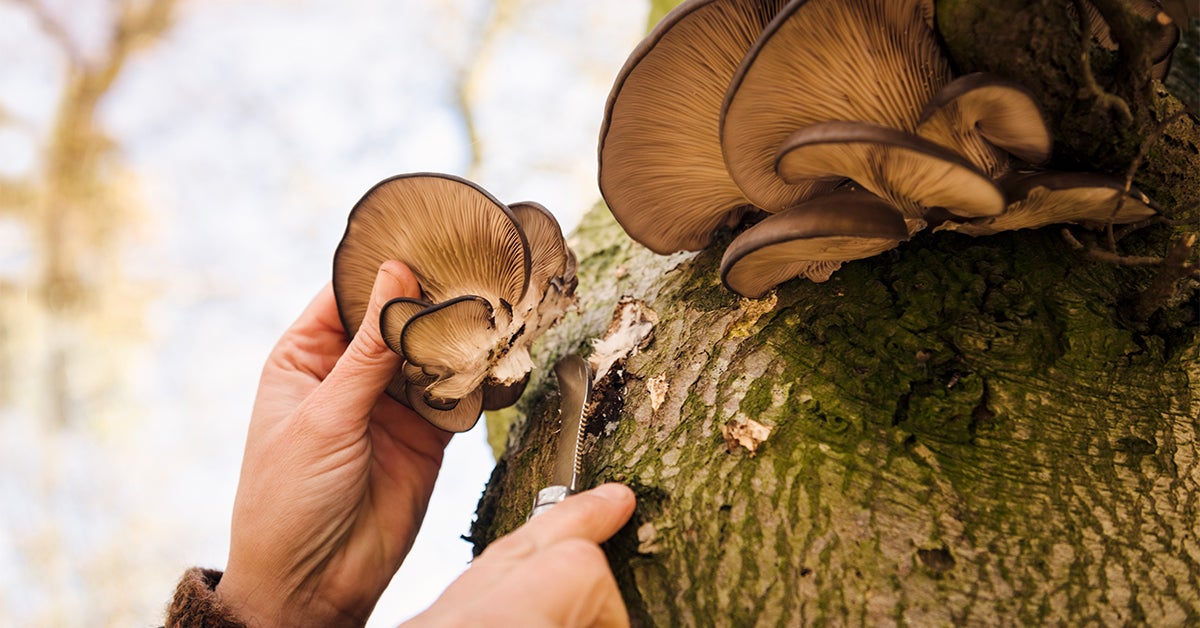 Foraging for Food: Tips, Common Foods, Safety, and More