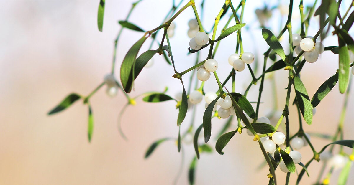 Can Mistletoe Help Treat Cancer? What the Science Says
