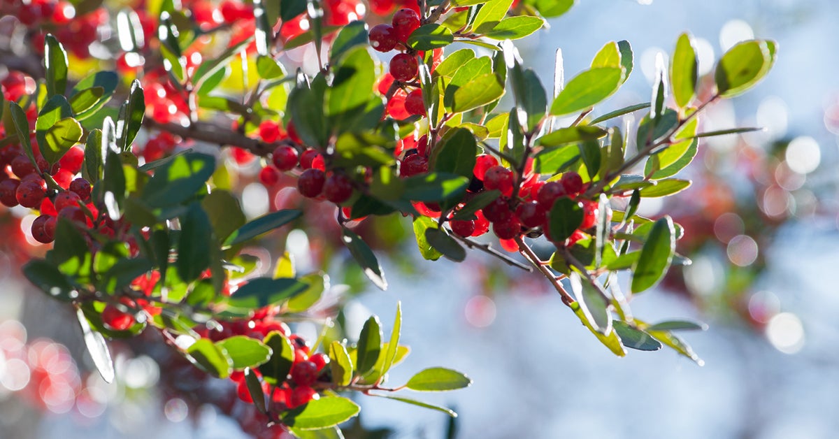 Yaupon Tea: Nutrients, Benefits, Side Effects, and More