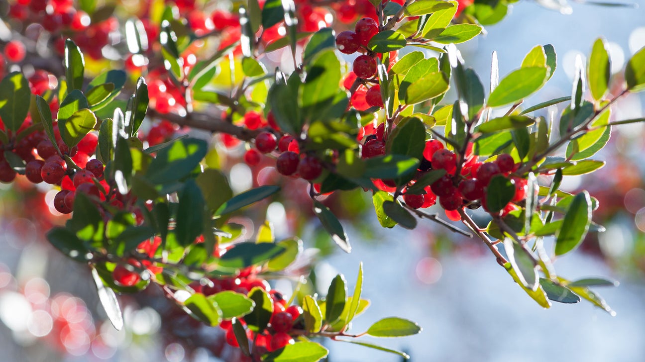 Yaupon Tea: Nutrients, Benefits, Side Effects, and More