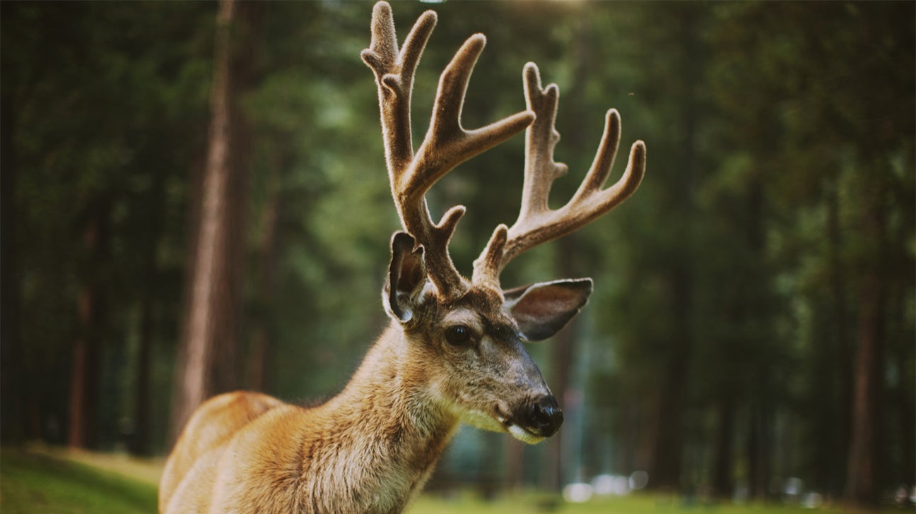What Are Deer Antler Supplements Health Effects And Safety