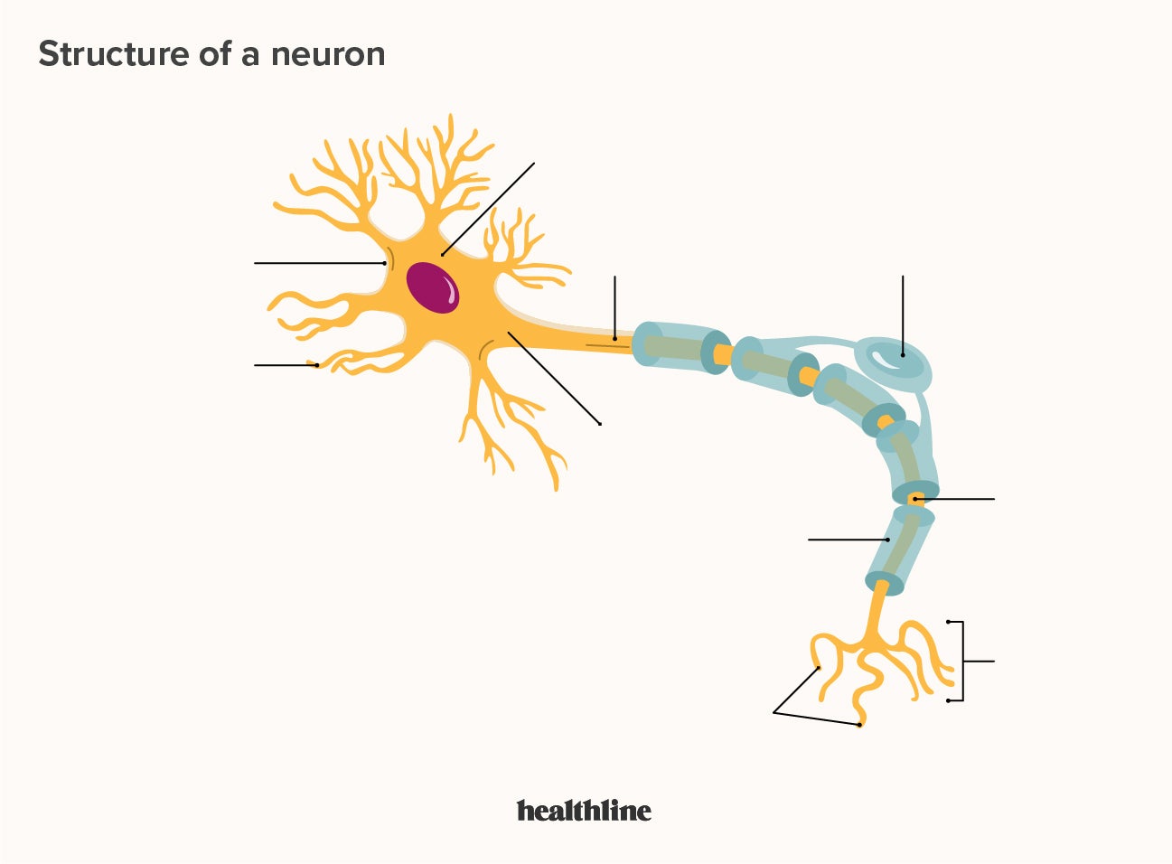What Is Neuron Draw A Labelled Diagram Of Neuron Infoupdate