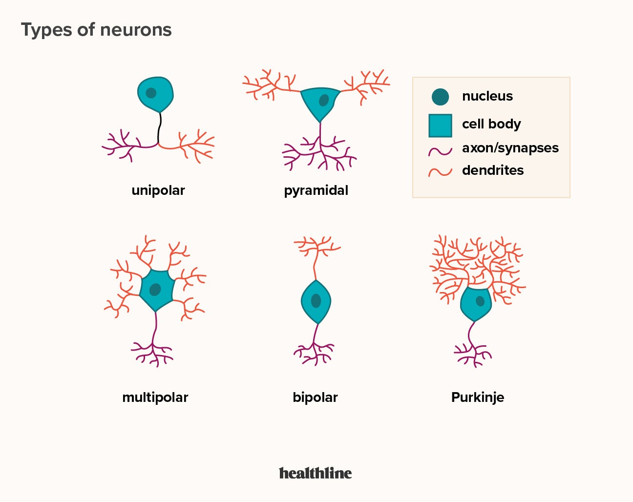 What Is A Neuron Diagrams Types Function And More