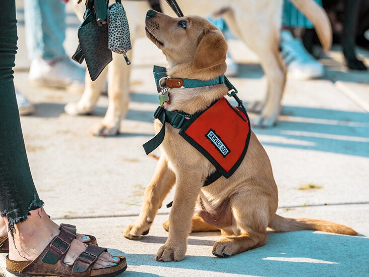 How Do Service Dogs Detect Blood Sugar