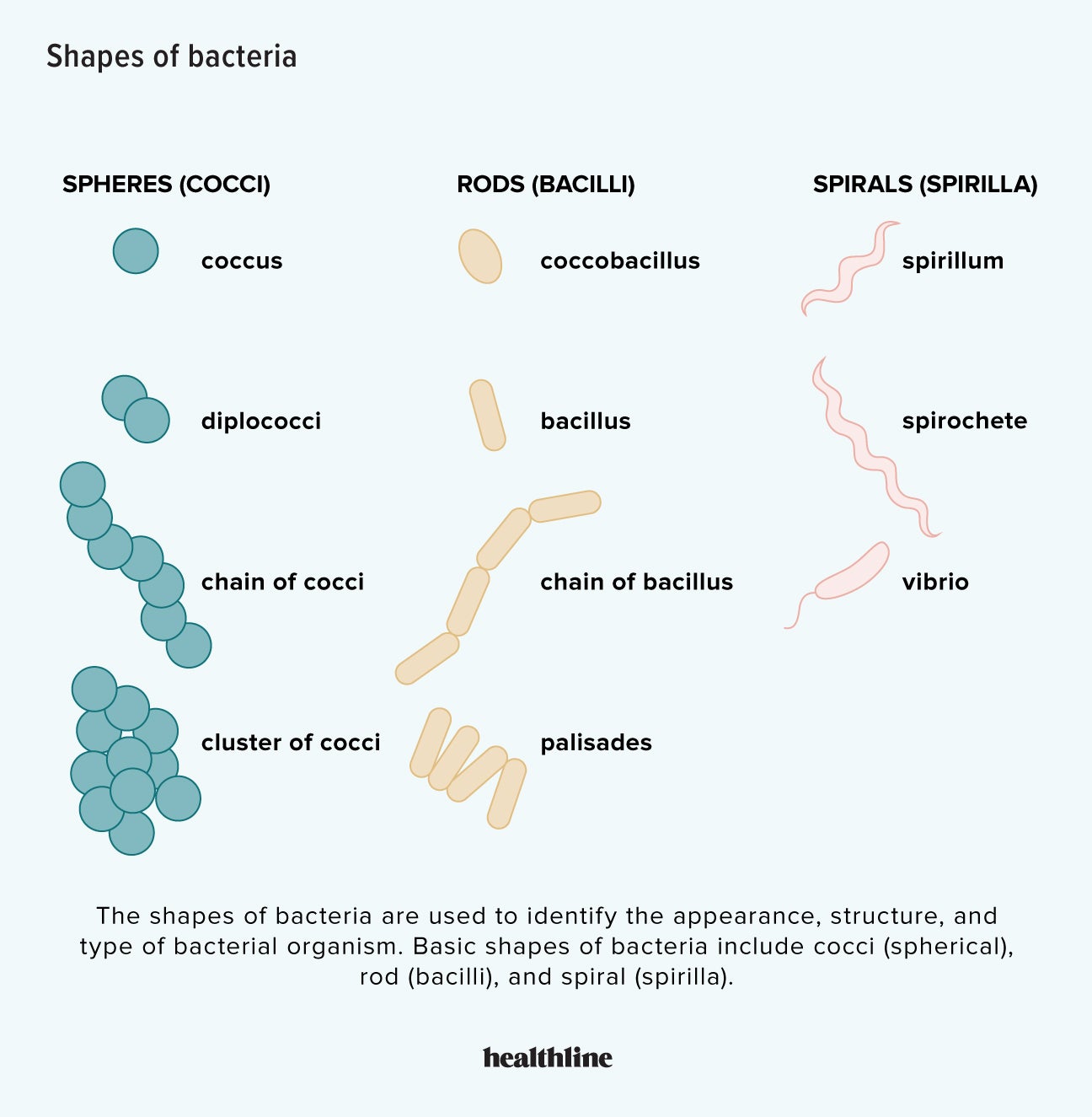 What Is Bacteria? Good vs. Bad, Benefits, and Common Types