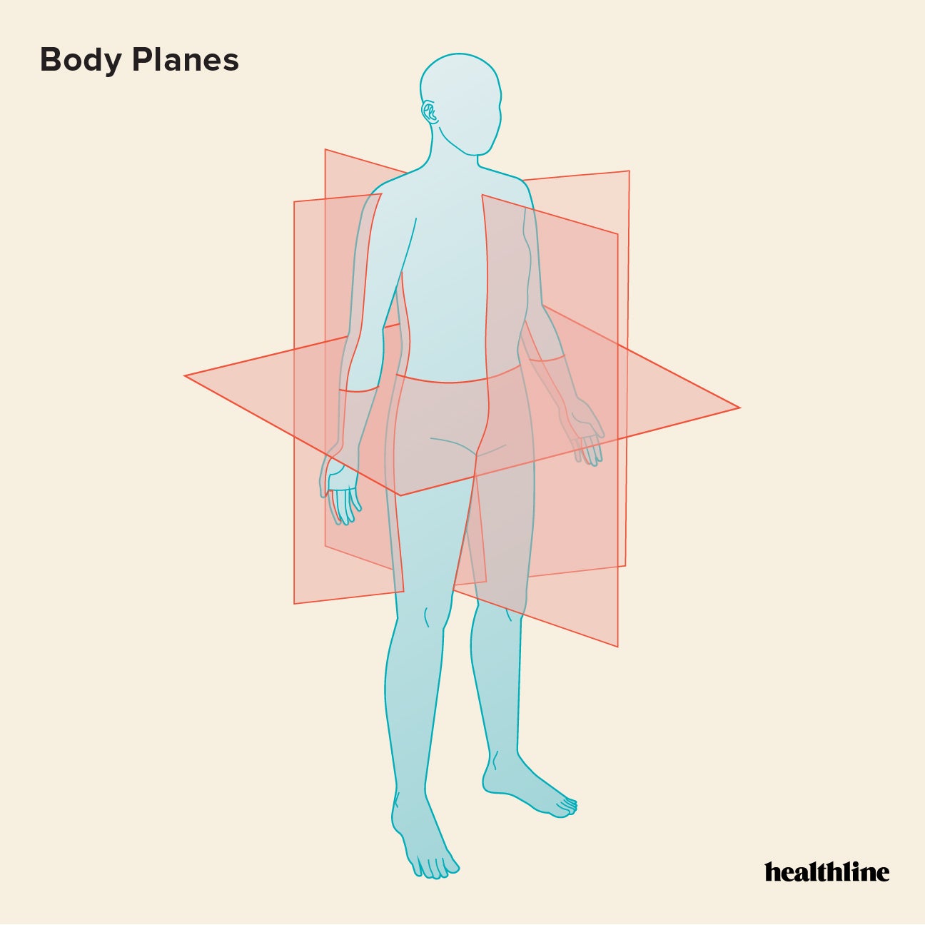 The 3 Anatomical Body Planes And The Movements In Each The 3 Anatomical Body Planes And The Movements In Each