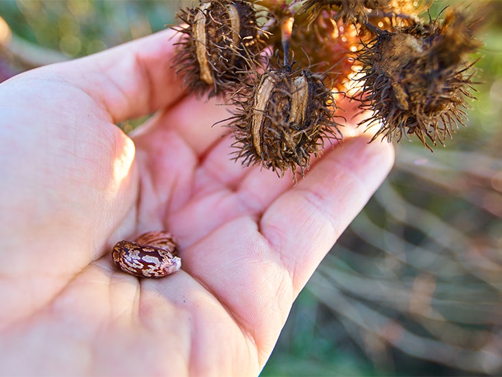 Ricin Poisoning: Causes, Symptoms, Next Steps