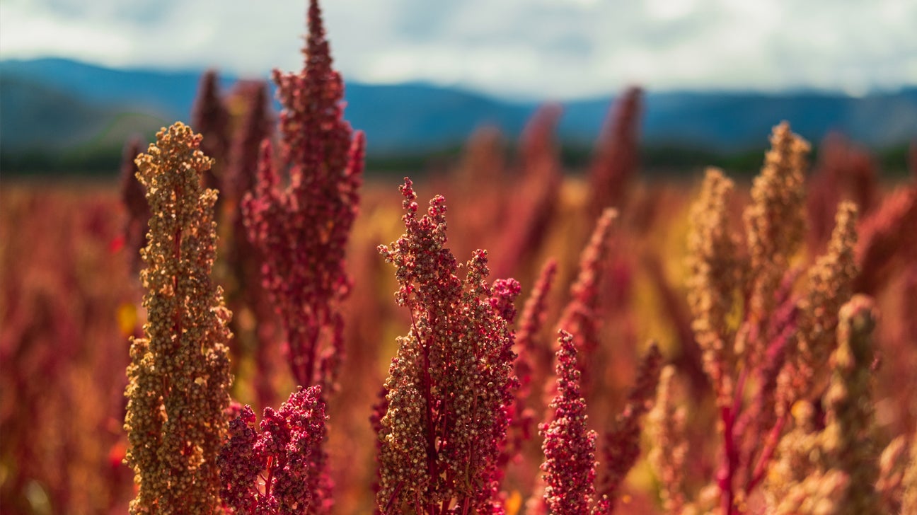 Red Quinoa: Nutrition, Benefits, and How to Cook It
