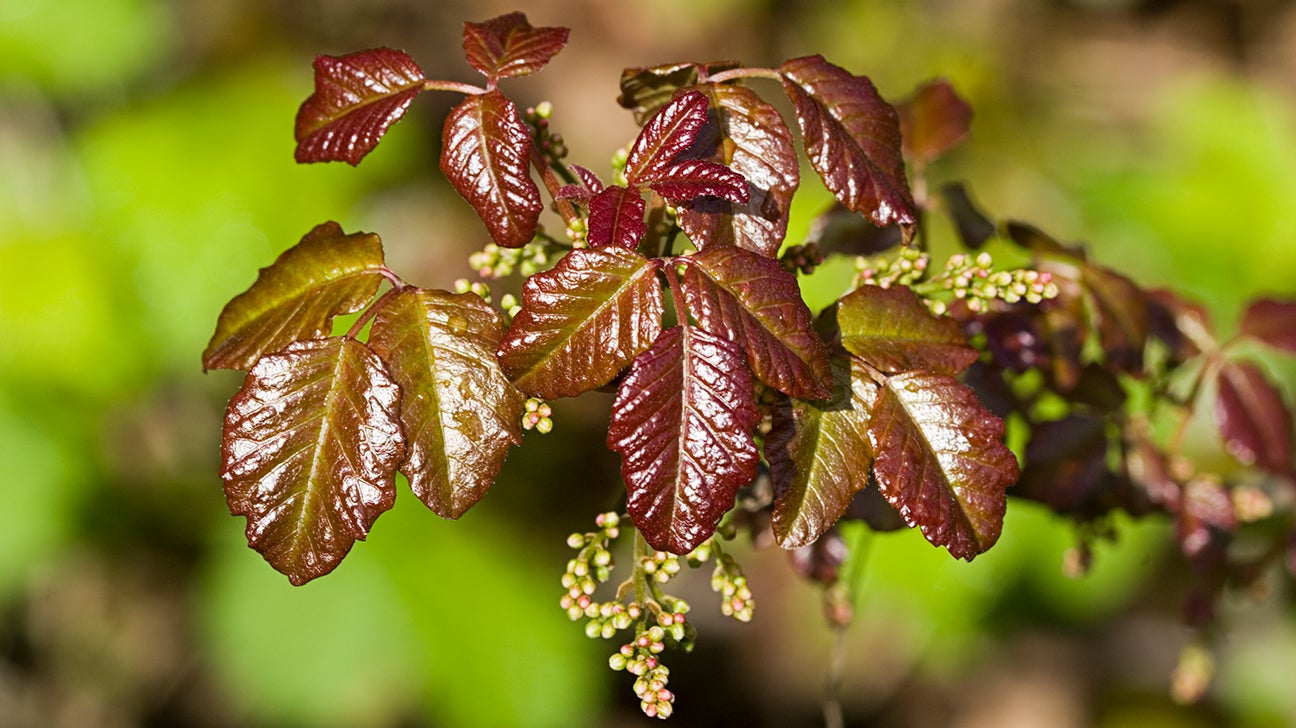 Recognizing Plants That Cause Hives or Other Reactions