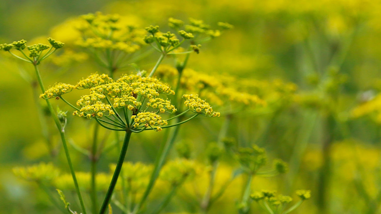 Recognizing Plants That Cause Hives or Other Reactions
