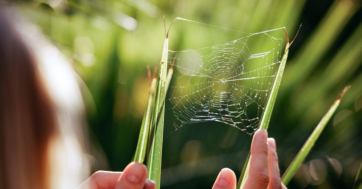 Spider Bites and Staph Infections: MRSA Is Possible