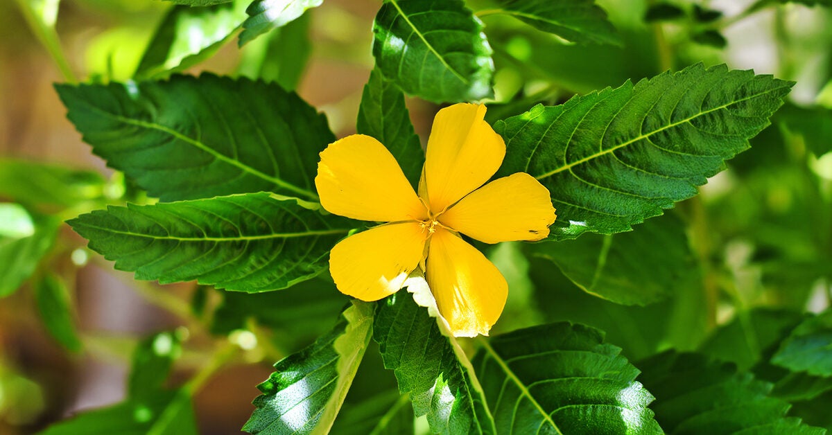 Damiana: An Ancient Aphrodisiac